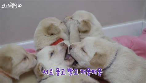 유튜버 소녀의행성 이 분 이런 거 공짜로 올려도 되는 거야 인스티즈instiz 익명잡담