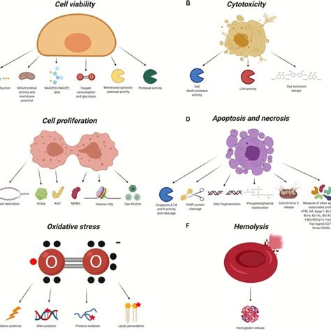 Image Illustrating The Cell Development Showing A Normal Cell Growth