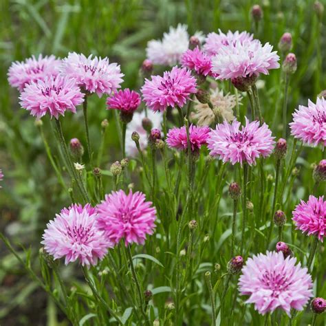 Cornflower Seeds Tall Pink Flower Seeds In Packets And Bulk Eden