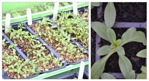 Identifying Flower Seedlings