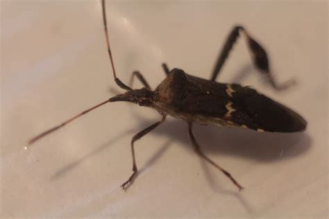 Found In Western Arkansas An Assassin Bug Whatsthisbug