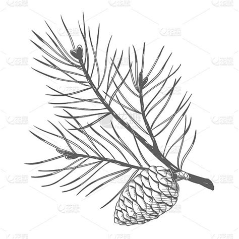 有松果的松枝矢量插图。素材 花瓣网