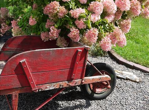 Old Wood Wheelbarrow With Peegee Hydrangea By Kkmarais Redbubble