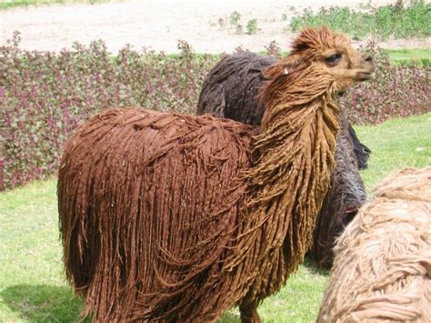 Alpaca Suri Alpacas Perro Sin Pelo Guanaco