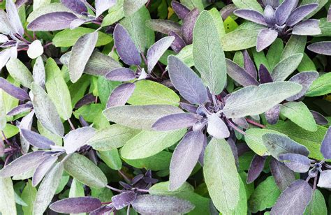 When And How To Harvest Sage