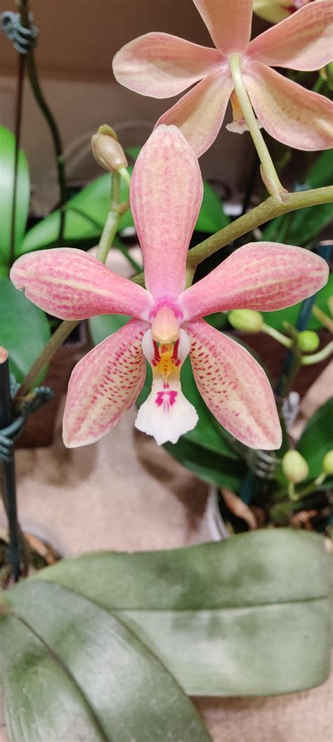 Phalaenopsis Bronze Maiden R Orchids