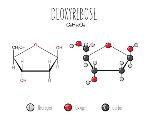 Deoxyribose Structure