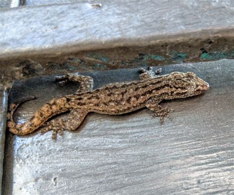Besucona Asiática Hemidactylus Frenatus