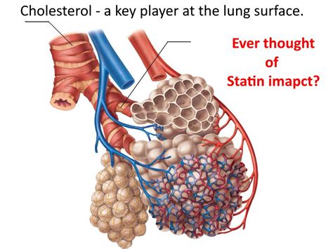 Cholesterol Critical For Lung Functioning Prachodayat