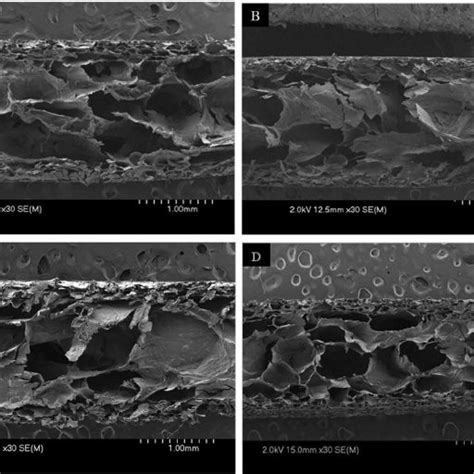 Scanning Electron Micrographs Of Cross Section Of Sbfs Made From Corn