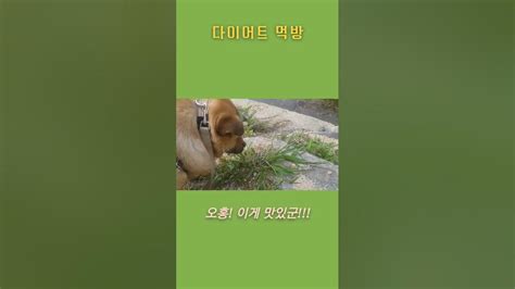 다이어트하는 강태 🤢 Youtube