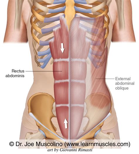Rectus Abdominis Learn Muscles