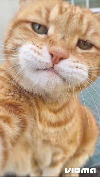 Nasıl Olmuss Youtube