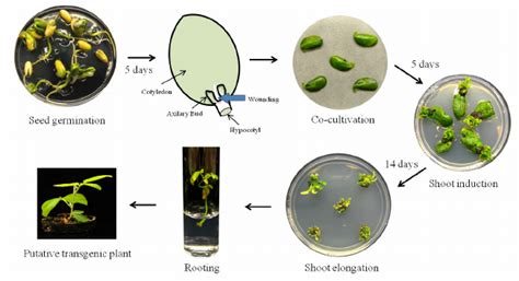 Scheme For Genetic Transformation Of Soybean Glycine Max L