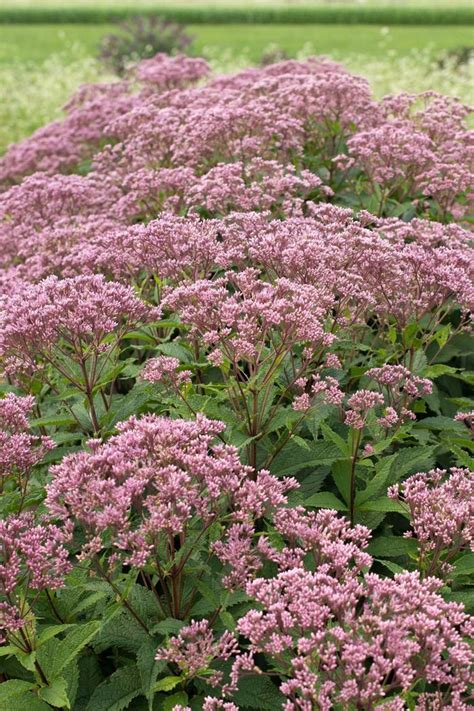 Eupatorium Purpureum Euphoria™ Ruby Floreupre1 Dwarf Joe Pye Weed