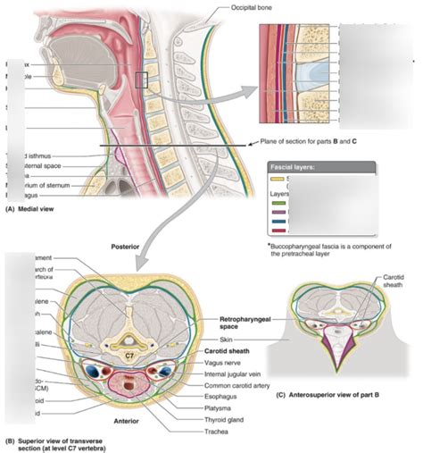 Diagram Of Sequence 1 Picture 5 Quizlet