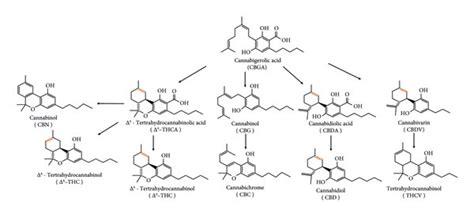 Schematic Representation Of Chemistry Features Of The Most Common Download Scientific Diagram