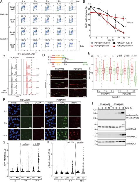 Pcna Modifications Are Required For The Progression Of Dna Replication