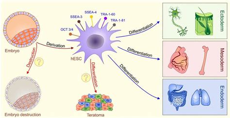Ethical And Safety Issues Of Stem Cell Based Therapy