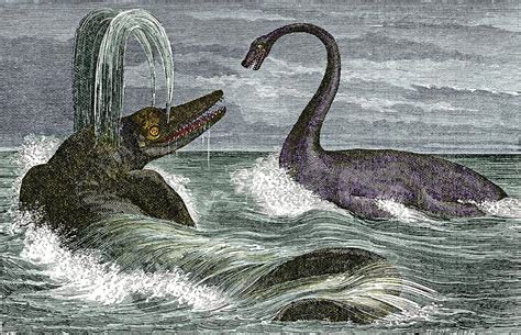 Ichthyosaurus And Plesiosaurus Reptiles Photograph By Sheila Terry