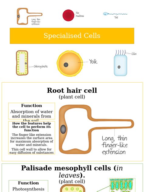 Info Sheet Cell Specialization Pdf Cell Biology Mucus
