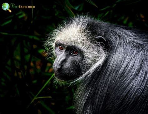 King Colobus Characteristics Colobus Polykomos Diet And Facts