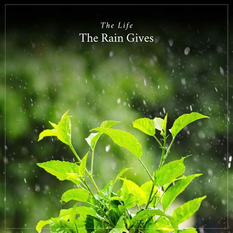 The Life The Rain Gives Various Artists 专辑 网易云音乐