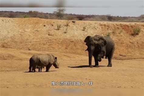犀牛母子路过，遇到大象挑衅