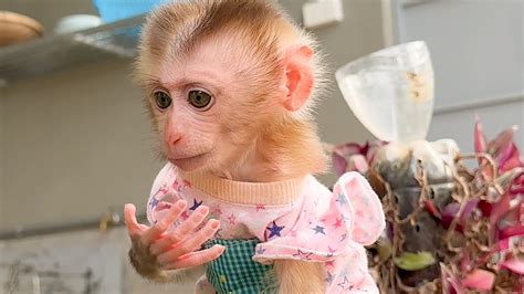 Super Cute Pika Monkey Youtube