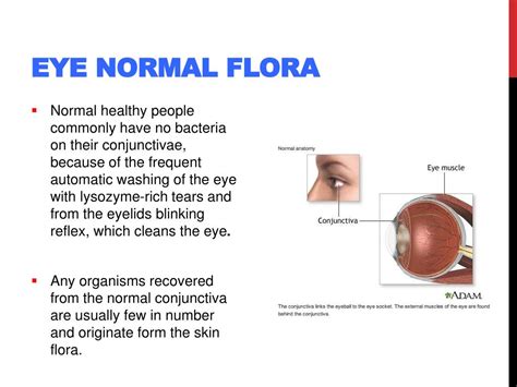 Ppt Normal Flora Powerpoint Presentation Free Download Id2674250