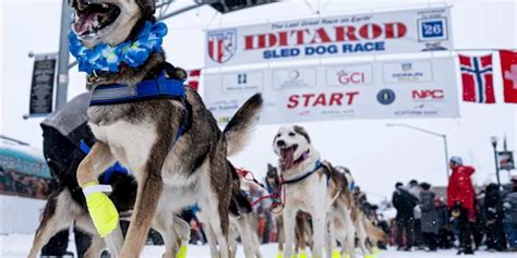 Iditarod 2026 Five Indigenous Mushers To Watch Colombia