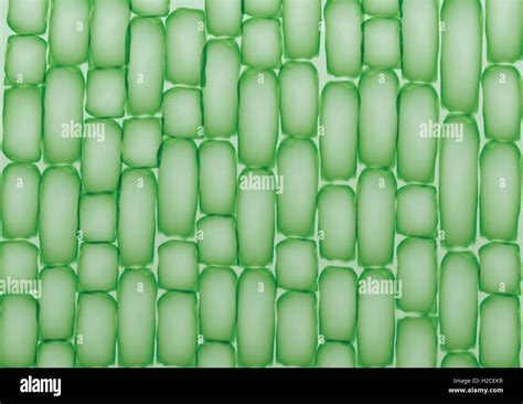 Plant Cellstissue Pattern Stock Vector Image And Art Alamy