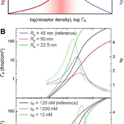 Determinants Of Superselective Binding Ii Probe Size Radius Of