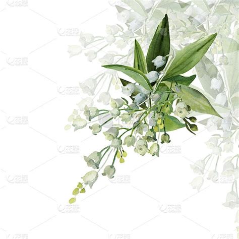 铃兰。素材 花瓣网