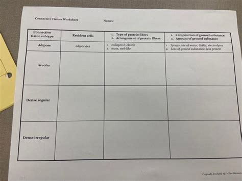 Solved Epithelial Tissues Worksheet Connective Tissues