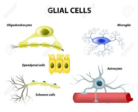 Types Of Neuroglia Classification Of Glial Cells Microglia