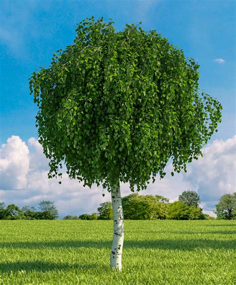 Mesteacan Pletos Betula Pendula Youngii Tuiaro