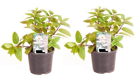 Hydrangea Wims Red 1 Or 2 Potted Plants With Patio Pot And Compost