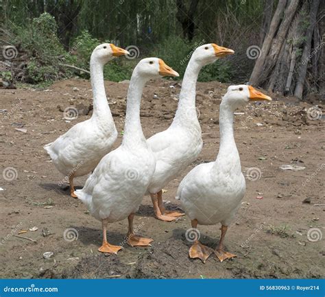 Four Gooses Stock Image Image Of Gaggle Anserine Domestic 56830963
