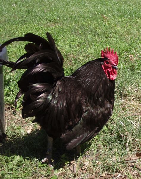 Black Rooster