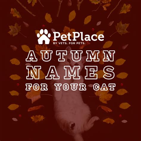 Helpful Cat Care Guide Perfect Cat Names For The Fall Season Cat