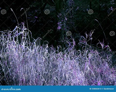 A Pale Purple Blue Colored Grass Background Stock Image Image Of Pale Eerie 258663613