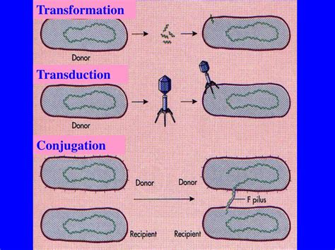 Ppt Bacterial Genetics Powerpoint Presentation Free Download Id 709336