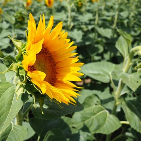 Premium Photo The Helianthus Sunflower Is A Genus Of Plants In The