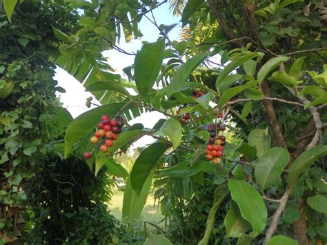 Encounters With Bignay Antidesma Bunius Ntfp Ep