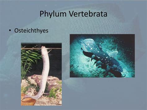 Ppt Introduction To The Vertebrata Powerpoint Presentation Free