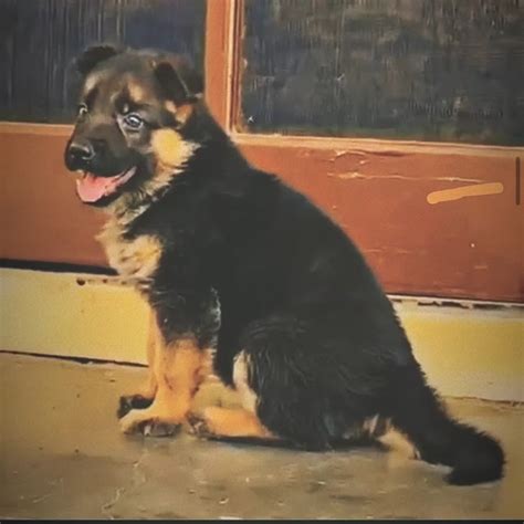 Stella The German Shepherd 💕 Youtube