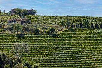 Discover The Friuli Venezia Giulia Wine Region Lovetoknow