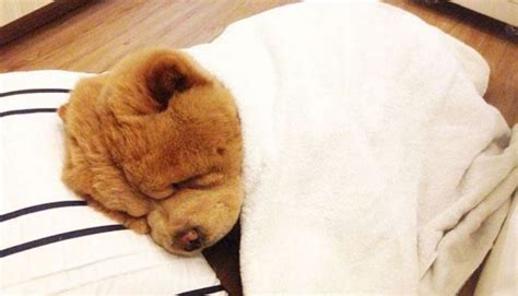 Chowder The Chow Chow Is An Instagram Star For Our Times Metro News