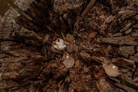 A Photo Of The Texture Of The Inside Of A Tree Trunk Photographed From Above Stock Image Image